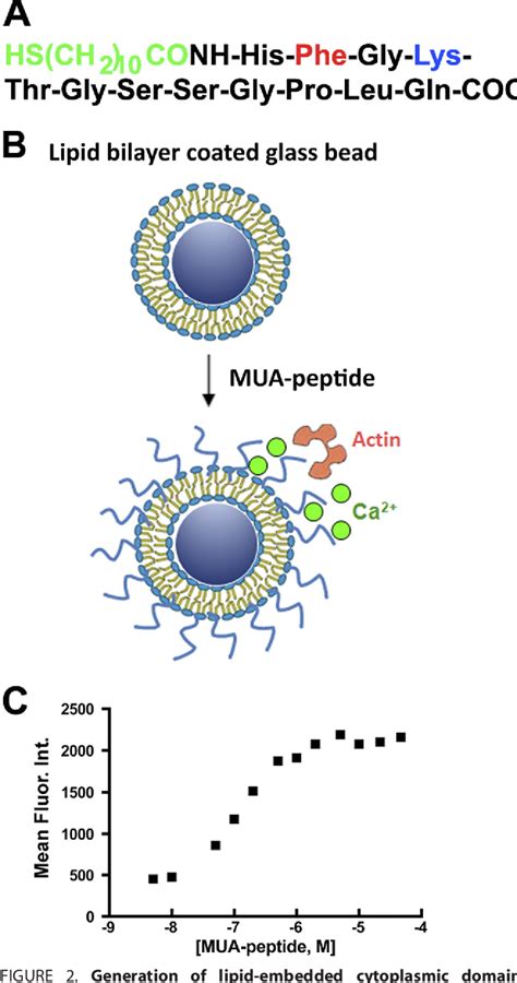 Figure 1 From Interaction Of Actin With Carcinoembryonic Antigen