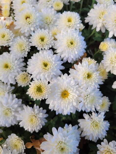 💐กระทู้พาเที่ยวสวนญี่ปุ่นที่เบลเยี่ยม เมื่อดอกเก๊กฮวยเริ่มบานและใบไม้