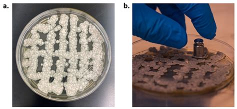 Penicillium Chrysogenum Morphology