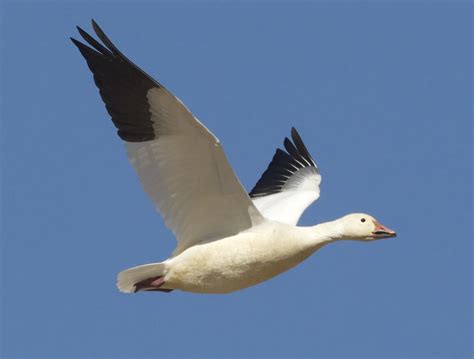 Snow Goose San Diego Bird Spot