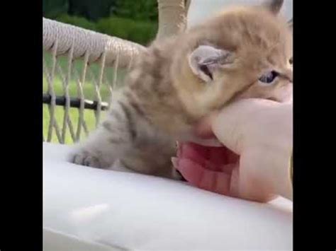 Funny And Lovely Cat Video Compilation Short Cat Youtube