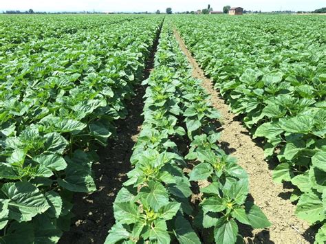 Stefano Bertaccini On Linkedin Sunflower Hybrid Seed Production In