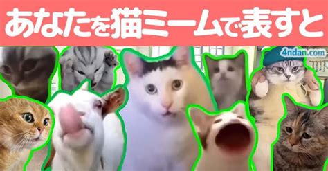あなたを猫ミームで表すと！！ 診断ドットコム