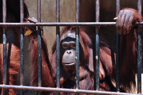 Discover The Tapanuli Orangutan And Their Fight For Survival