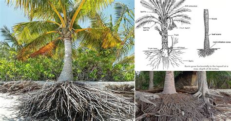 Windmill Palm Tree Root System