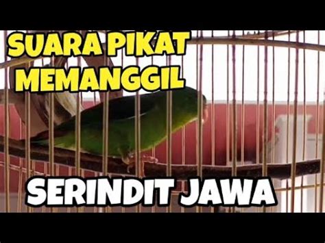 Burung Serindit Jawa Betina Gacor Memanggil Jantan Ampuh Buat Pancingan