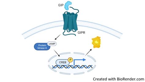 Giprcre Luciferase Reporter Hek293 Cell Line Bps Bioscience