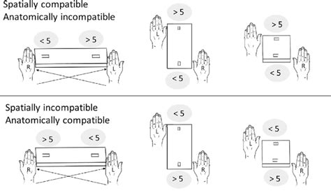 Illustration Of The Experimental Apparatus Both The Spatio Anatomical Download Scientific