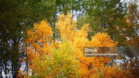 Arbres 보조 Teintes 드 Jaune 외 버텍스 En Automne 0명에 대한 스톡 사진 및 기타 이미지 0명
