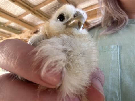 Scissor Beak Backyard Chickens Learn How To Raise Chickens