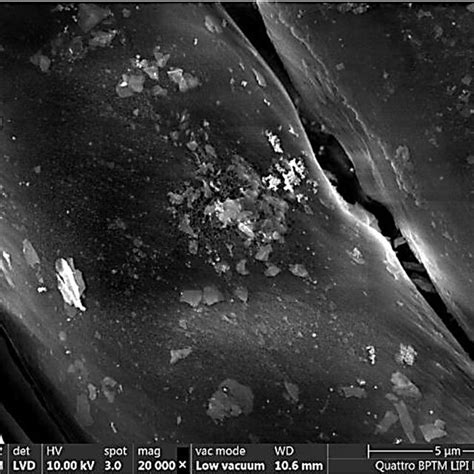 Morphology Fesem Image Of Nd Colored Batik Fabric Surface After In