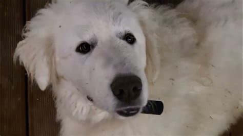 대형견 친구들과 애견카페 나들이 강아지 댕댕이 사모예드 시골강아지 시골개 썰매견 그레이트피레니즈 세인트버나드