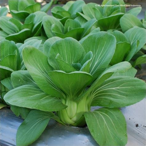 Jual Bisa Bayar Di Tempat Sawi Pakcoy 50 Biji Bibit Seed Benih Sawi