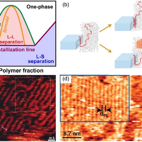 Schematic Procedure For Fabricating Large Area Conjugated Polymer Based