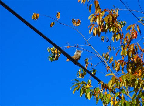 Vicious Squirrel By Gtrjedi On Deviantart