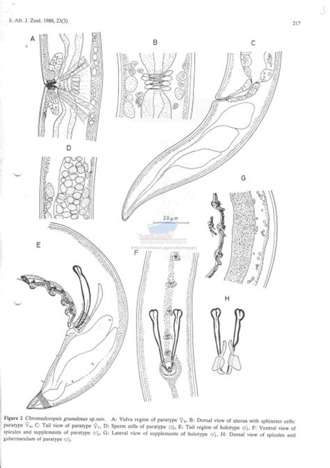 Foraminifera The World Foraminifera Database