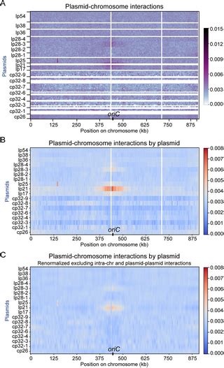 Organization And Replicon Interactions Within The Highly Segmented