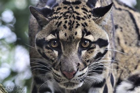 Clouded Leopard Cub The Photography Forum