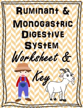 Ruminant And Monogastric Digestive System Worksheet By Country Mile