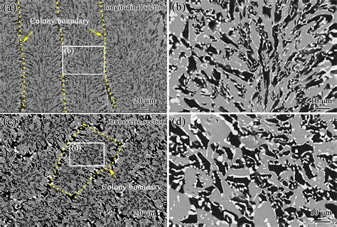 Sem Images Showing Longitudinal Microstructure A And Transverse