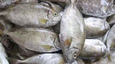 Harga Ikan Baronang Berikut Id