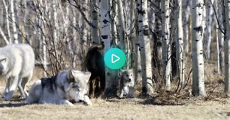 Love Wolf Album On Imgur