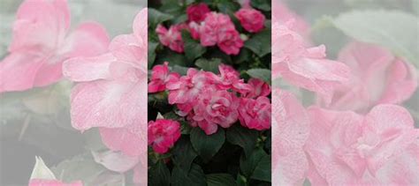 Бальзамин Fiesta Stardust Pink, Pink Rose и др купить в Санкт ...