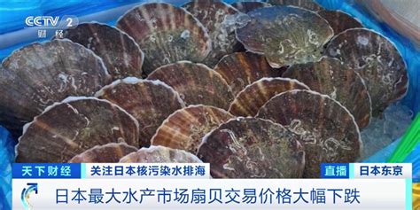 日本扇贝大降价这里出口销售额已减少80 政府或将公布 掌上福州