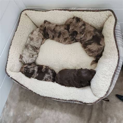 Lola The Dapple Weiner Lolathedappleweiner • Instagram Photos And Videos