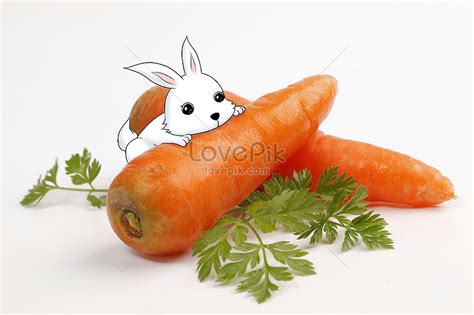 토끼 먹는 당근 일러스트 무료 다운로드 Lovepik