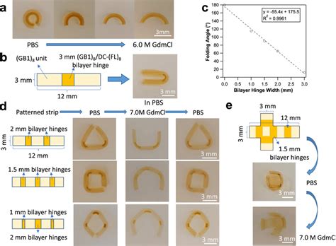 Complex Hydrogel Shape Morphing Can Be Programmed By Using Bilayer Download Scientific Diagram