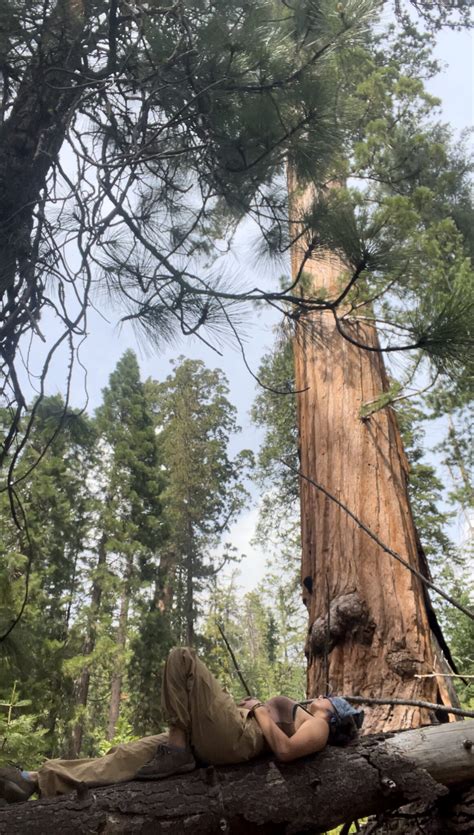 How To See Wawona And Mariposa Grove One Day Guide Were In The Rockies