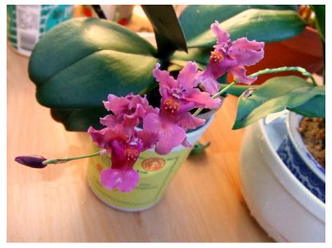 2 Scented Orchids