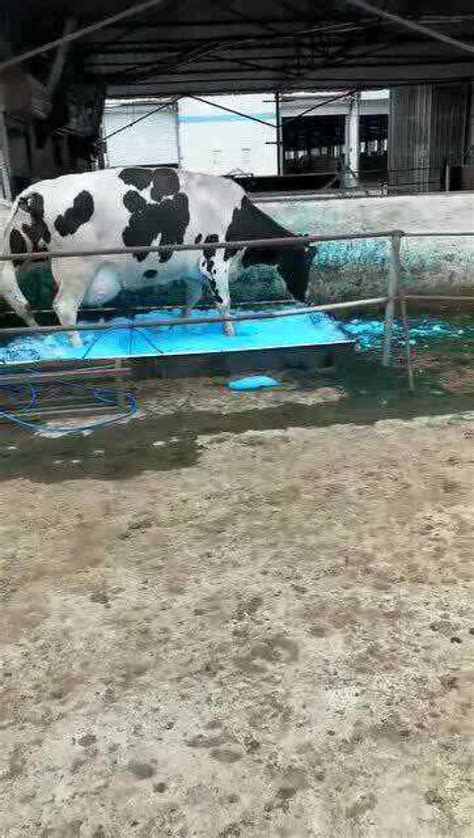 奶牛浸泡的液体是牛界中的蹄浴可以预防口蹄疫 腾讯视频