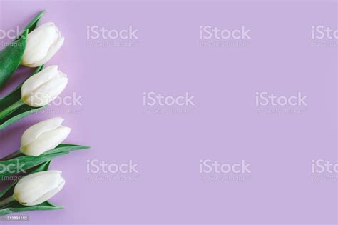 파스텔 바이올렛 배경에 부드러운 흰색 튤립 여성의 날 인사말 카드 0명에 대한 스톡 사진 및 기타 이미지 0명 3월 8