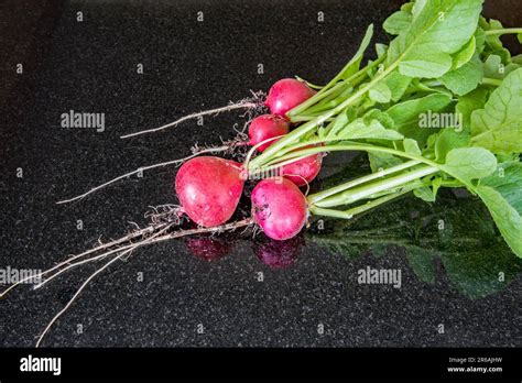 Raphamus Rapanistrumsubsp Sativusedible Root Vegetable Commonly