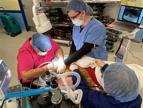 Amsterdam Pet Dentist Pet Teeth Cleaning
