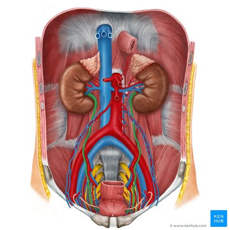 Uréteres Anatomía Inervación Irrigación Histología Kenhub