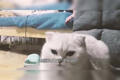 为啥人死后不让猫近身？并不是迷信，有科学依据！