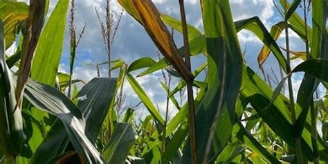 Corn Top Dieback Dairyland Seed Co