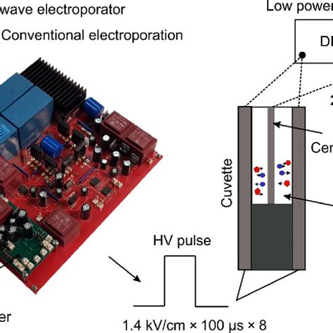 The Schematic Representation Of The Dielectrophoresis Assisted Download Scientific Diagram