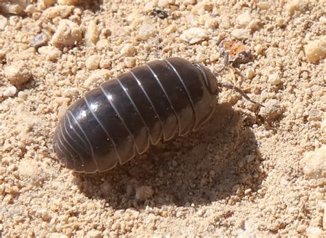 Pillbugs From Free Municipal Consortium Of Syracuse Italy On September At AM By