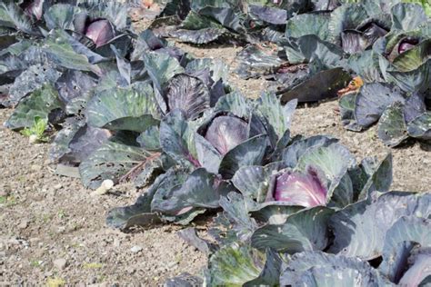 A Comprehensive Guide To Growing Red Cabbage Venus Gardening