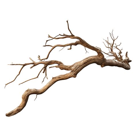 Dry Twisted Tree Branch Extending In Different Directions 57904558 Png