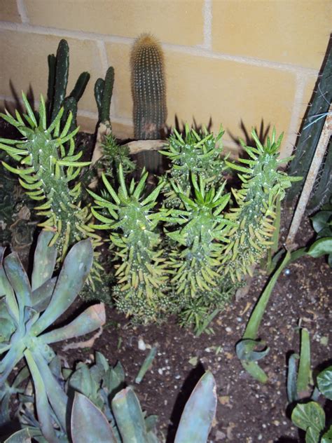 La casa de los cactus: opuntia subulata