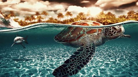 HD Wallpaper Reef Ocean Sea Underwater High Resolution Pictures