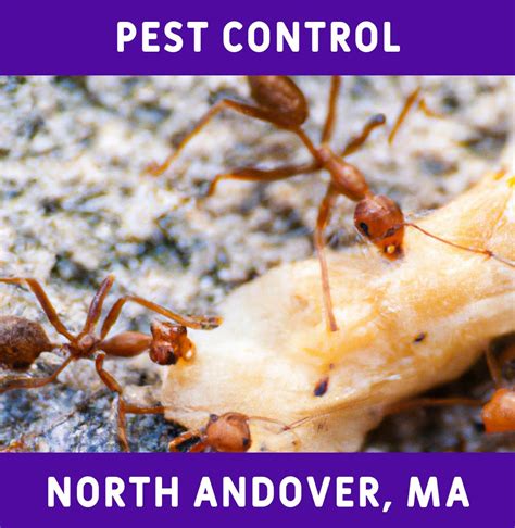 Pest Control North Andover Ma 888 228 2955