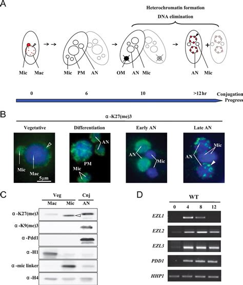 Rnai Dependent H3k27 Methylation Is Required For Heterochromatin