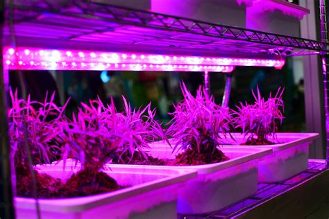 Led Grow Light Info Should You Use Led Lights For Your Plants Grow