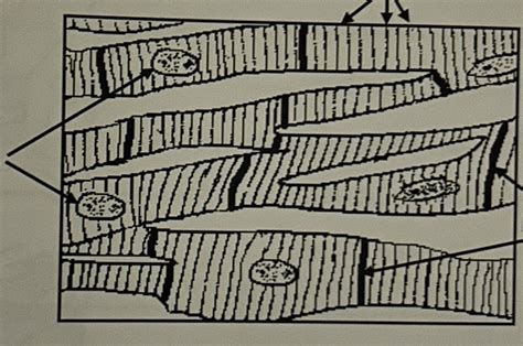 Microscopic Structure Of Cardiac Muscle Diagram Quizlet